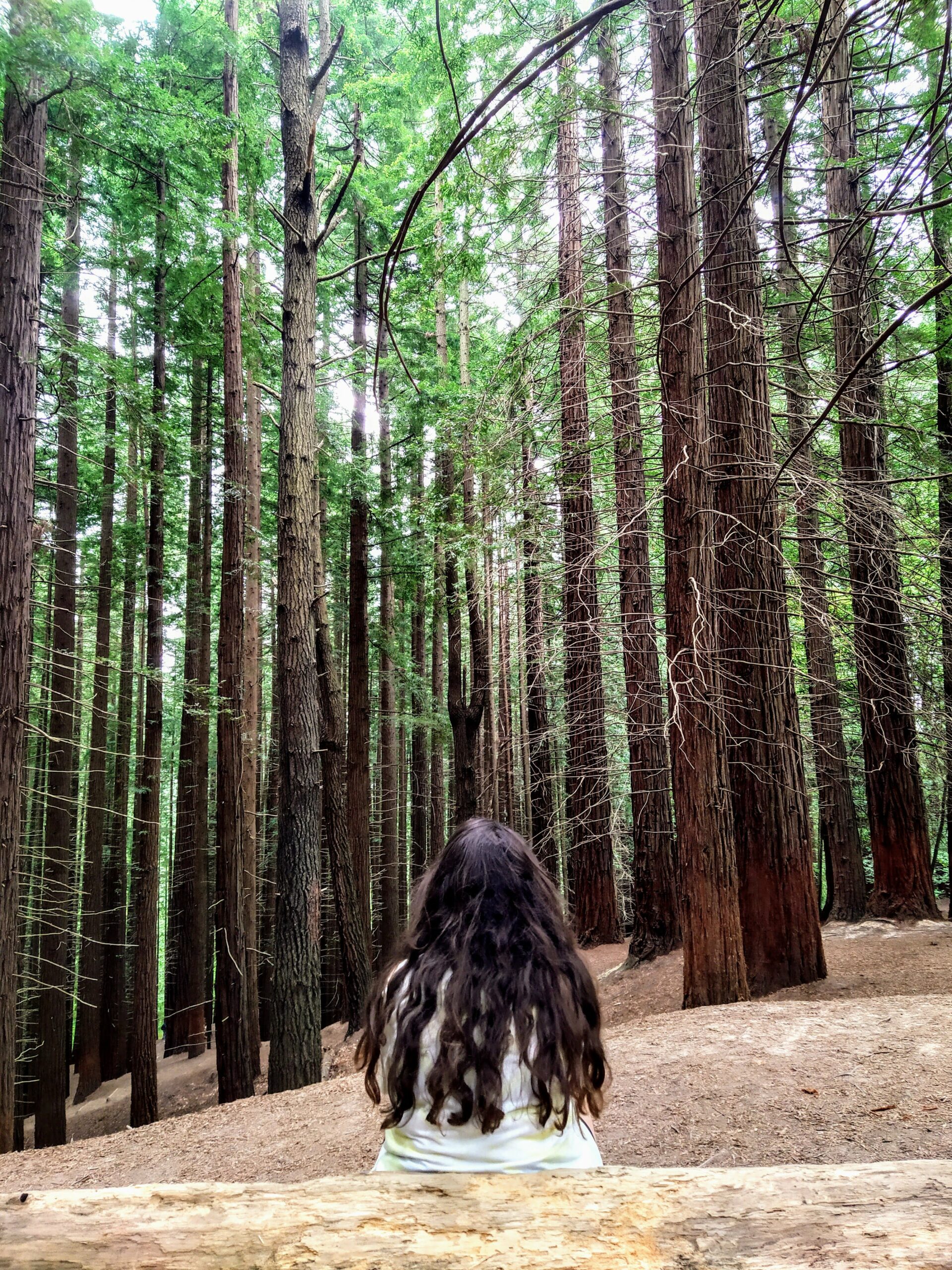 ᐅ Bosque de las Secuoyas por las Tejeras - PEAKSLOVERS